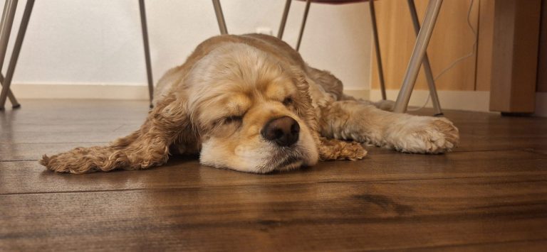 アイリスオーヤマ SCD-183P-B｜犬の抜け毛もラクに掃除できるコードレス掃除機体験談