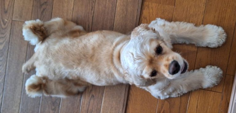 アイリスオーヤマ SCD-183P-B｜犬の抜け毛もラクに掃除できるコードレス掃除機体験談